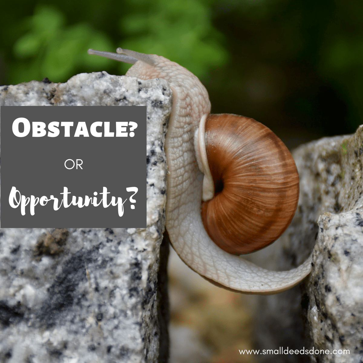 Obstacle or Opportunity? One Woman’s Legacy of Fearless Living – Small ...