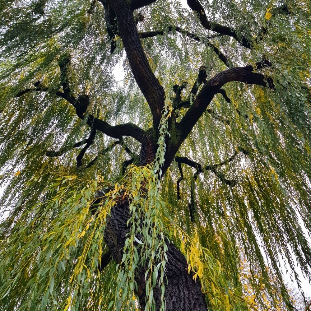 On The Giving Tree, 40 Years Later – Small Deeds Done